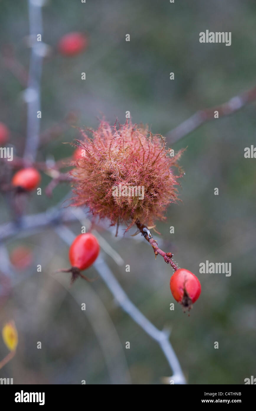 Rosehip images hi-res stock photography and images - Alamy