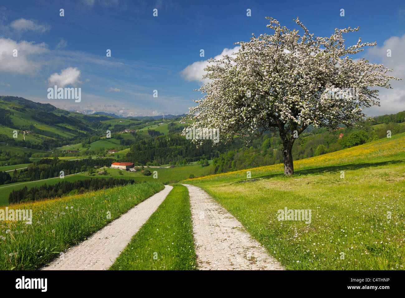 Tire Tracks through Meadow with Apple Tree, Mostviertel, Lower Austria ...