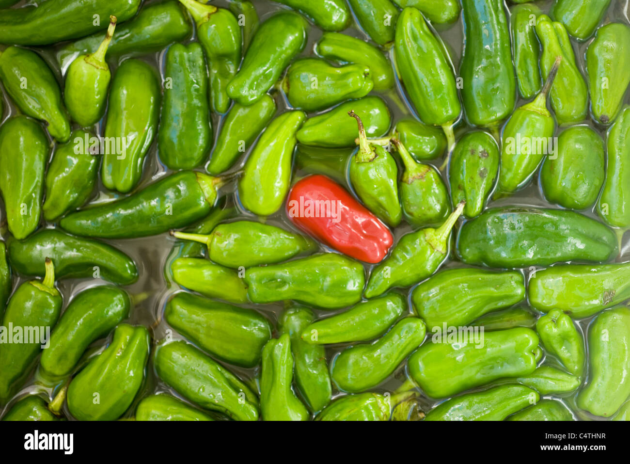 Single red chili pepper in heap of green chili peppers Stock Photo - Alamy