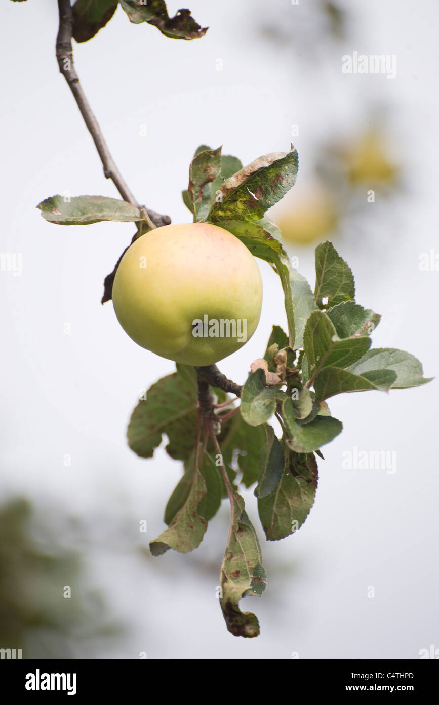 Apple growing on tree Stock Photo - Alamy