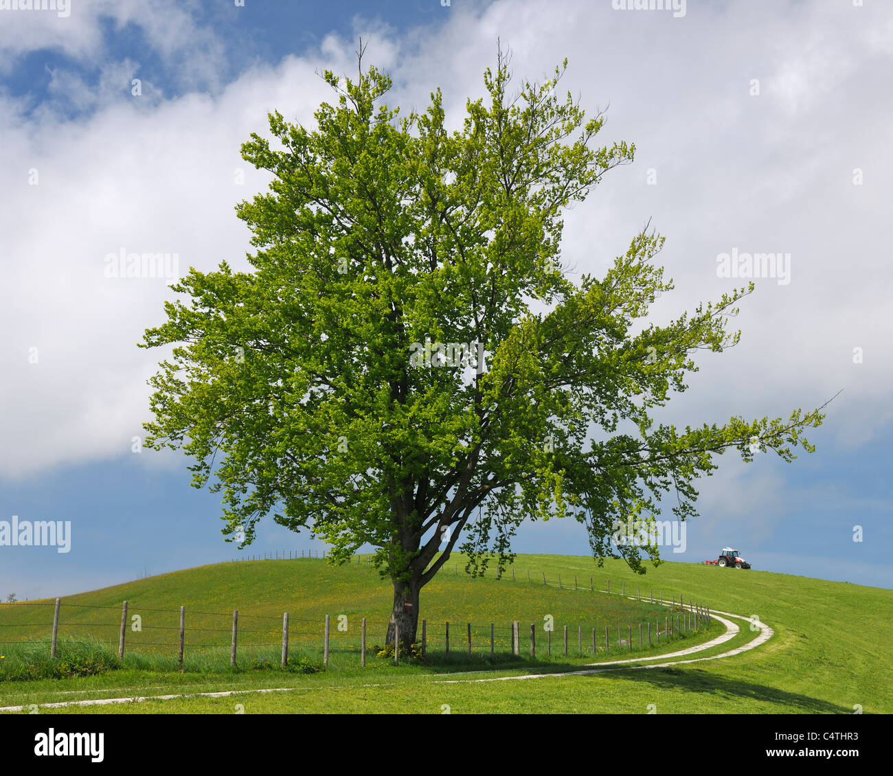 Austria beech hi-res stock photography and images - Alamy