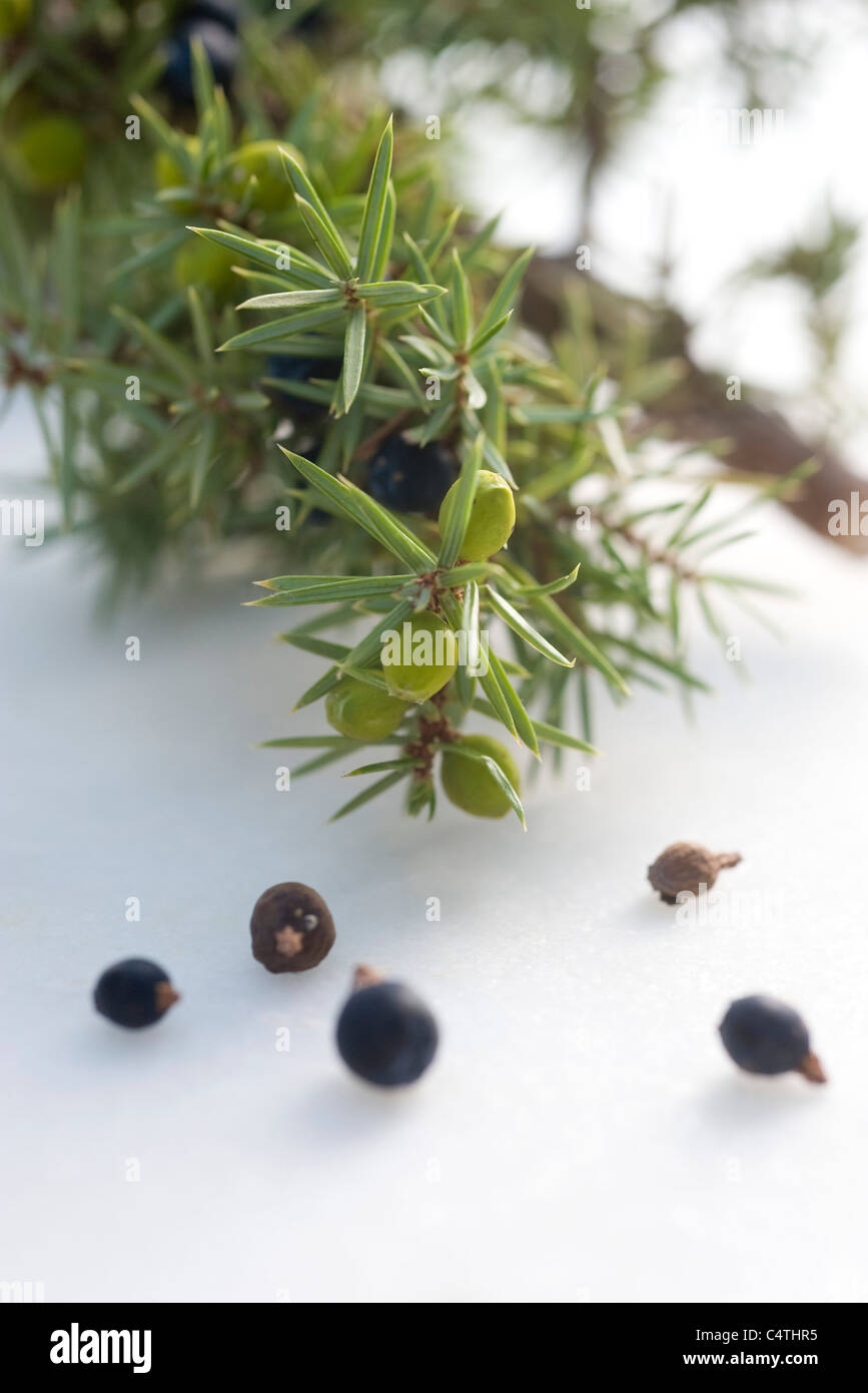 Juniper berries hi-res stock photography and images - Alamy