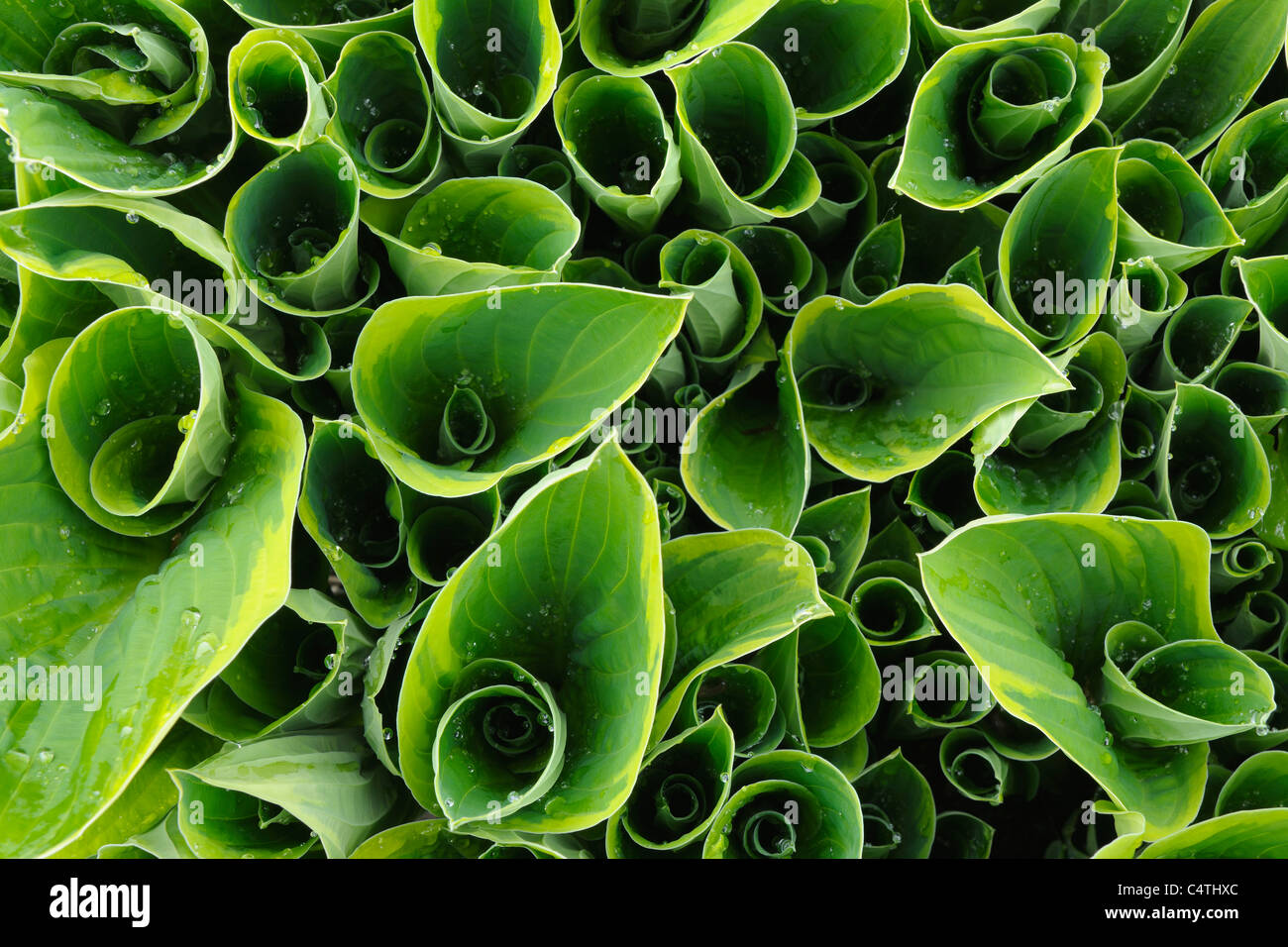 Closeup shot calla lilies hi-res stock photography and images - Alamy