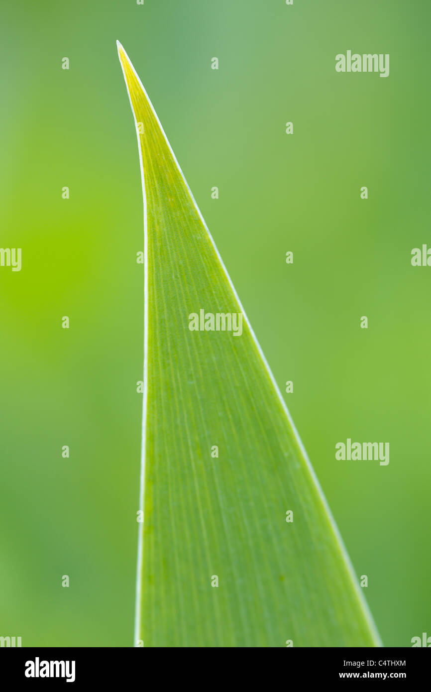 Single lily on blurred background hi-res stock photography and images ...