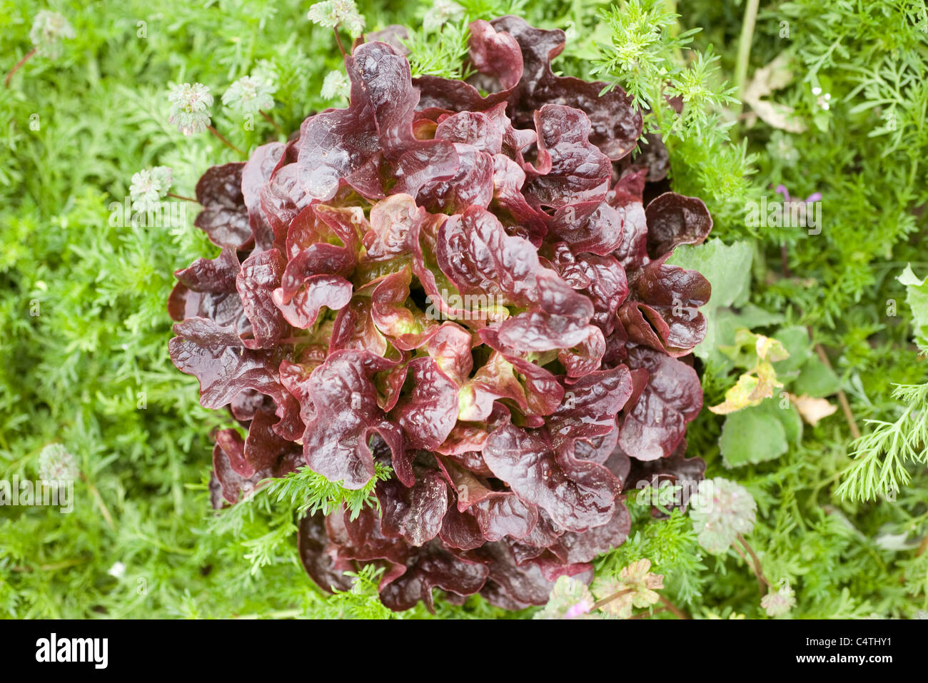 Merlot lettuce growing Stock Photo - Alamy