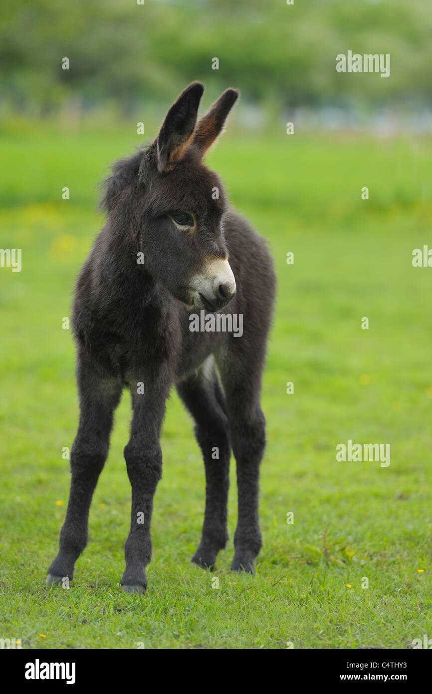 Young Donkey in Meadow, Baden-Wurttemberg, Germany Stock Photo - Alamy