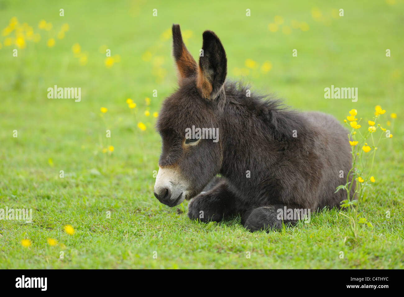 Young Donkey in Meadow, Baden-Wurttemberg, Germany Stock Photo - Alamy