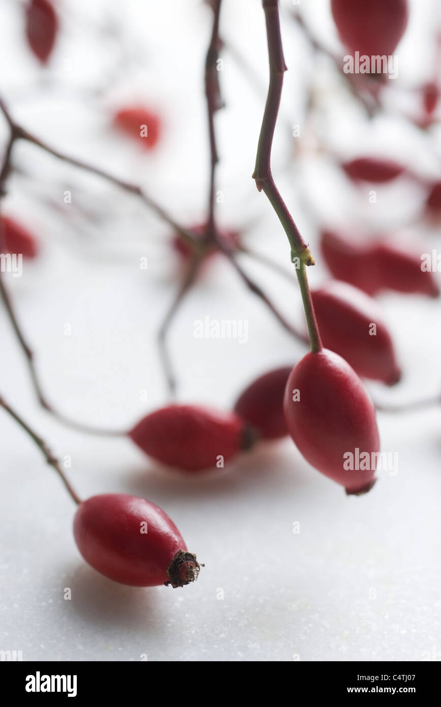 Rosehips branches hi-res stock photography and images - Alamy