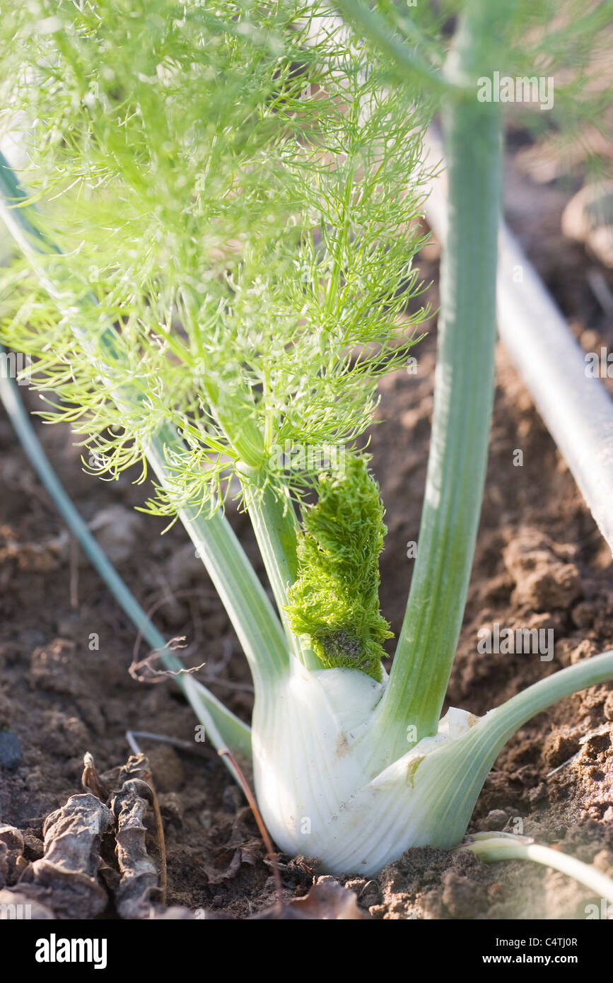 Bulb fennel growing hi-res stock photography and images - Alamy