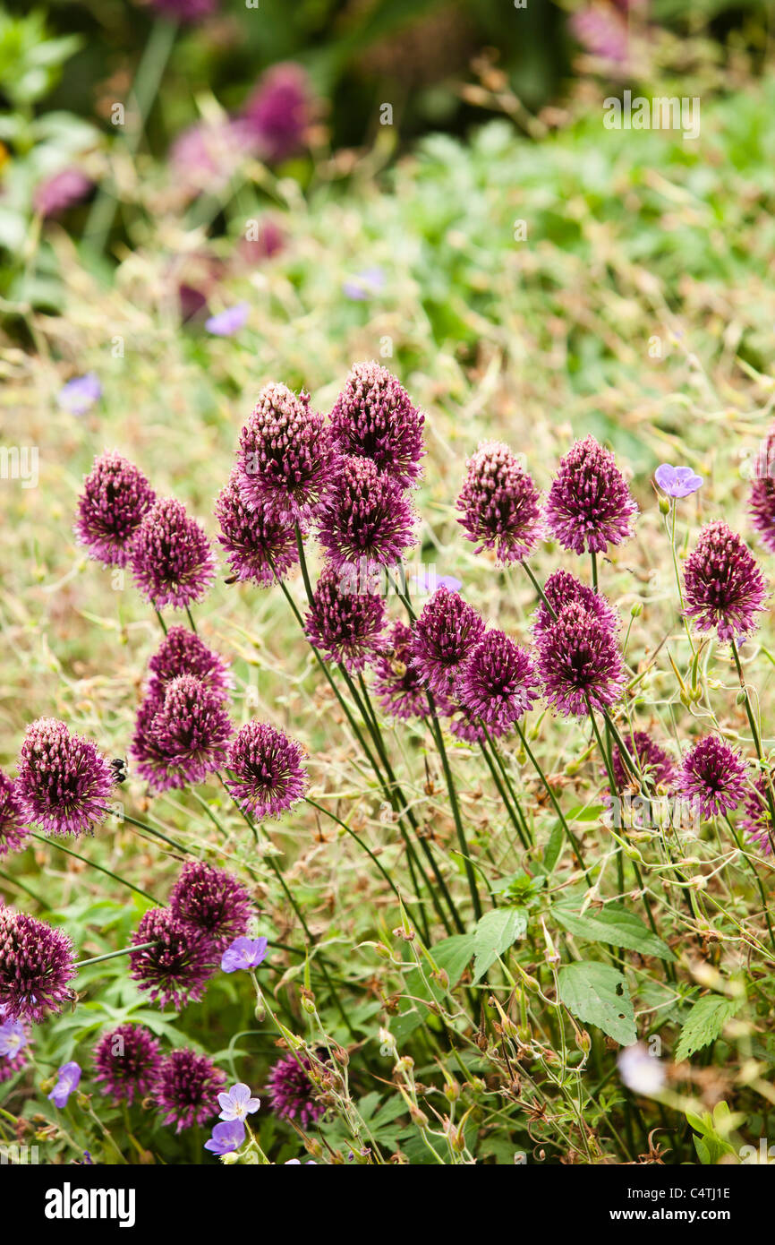 Outdoor exterior day daytime daylight flower nature scene scenery ...
