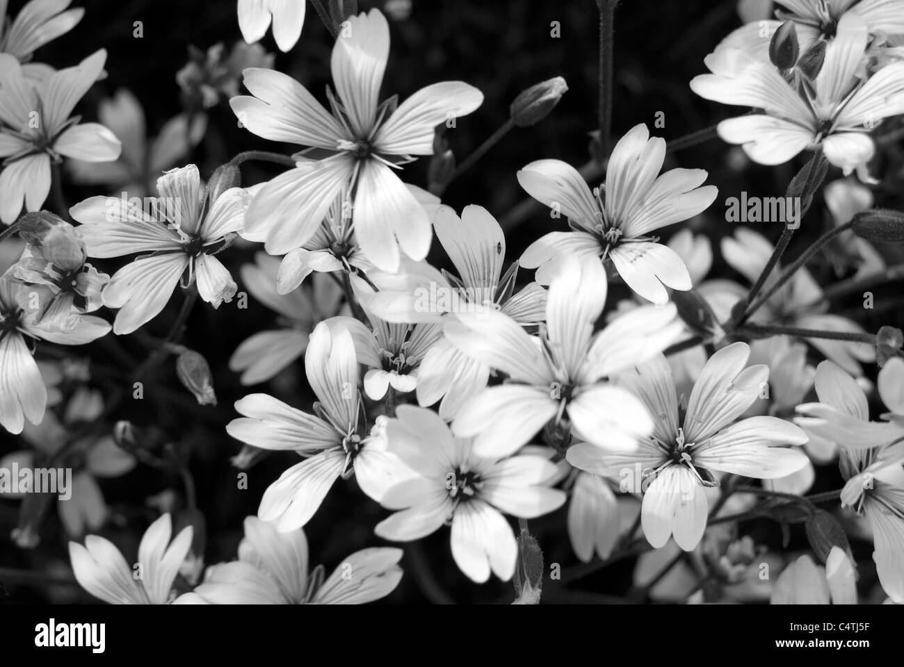 Purple yellow flowers white Black and White Stock Photos & Images - Alamy
