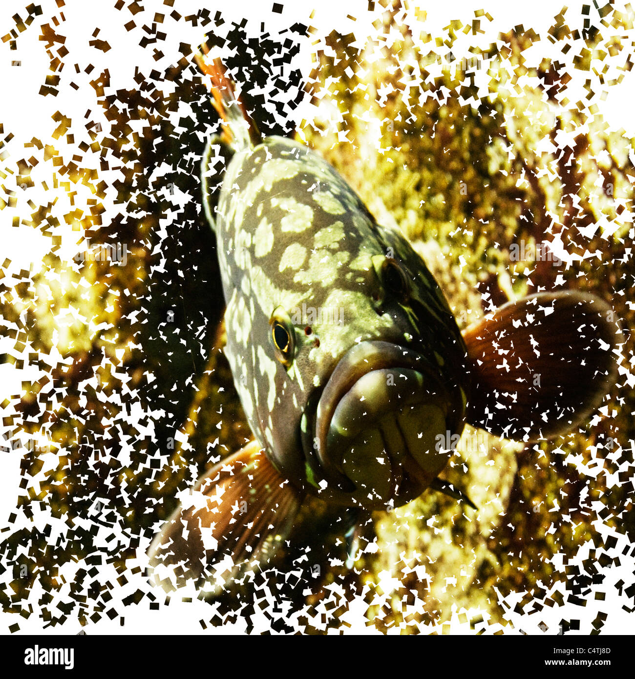 Fish movements hi-res stock photography and images - Alamy