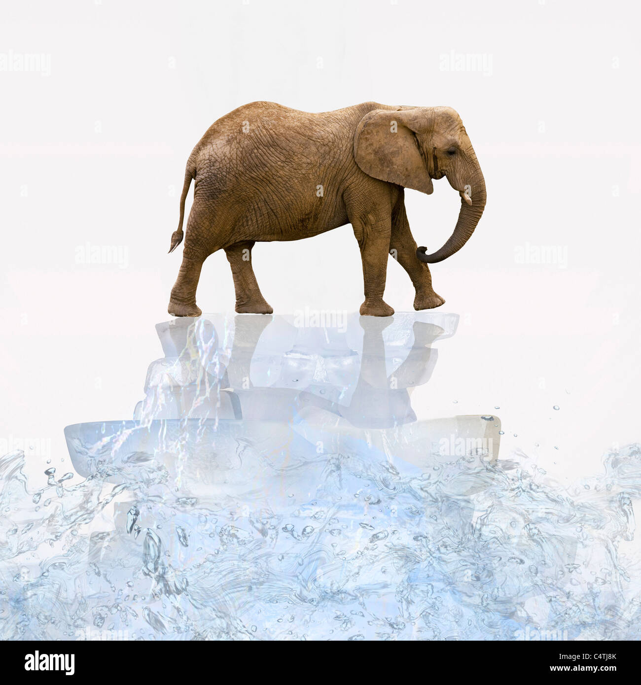 Elephants foot white hi-res stock photography and images - Alamy