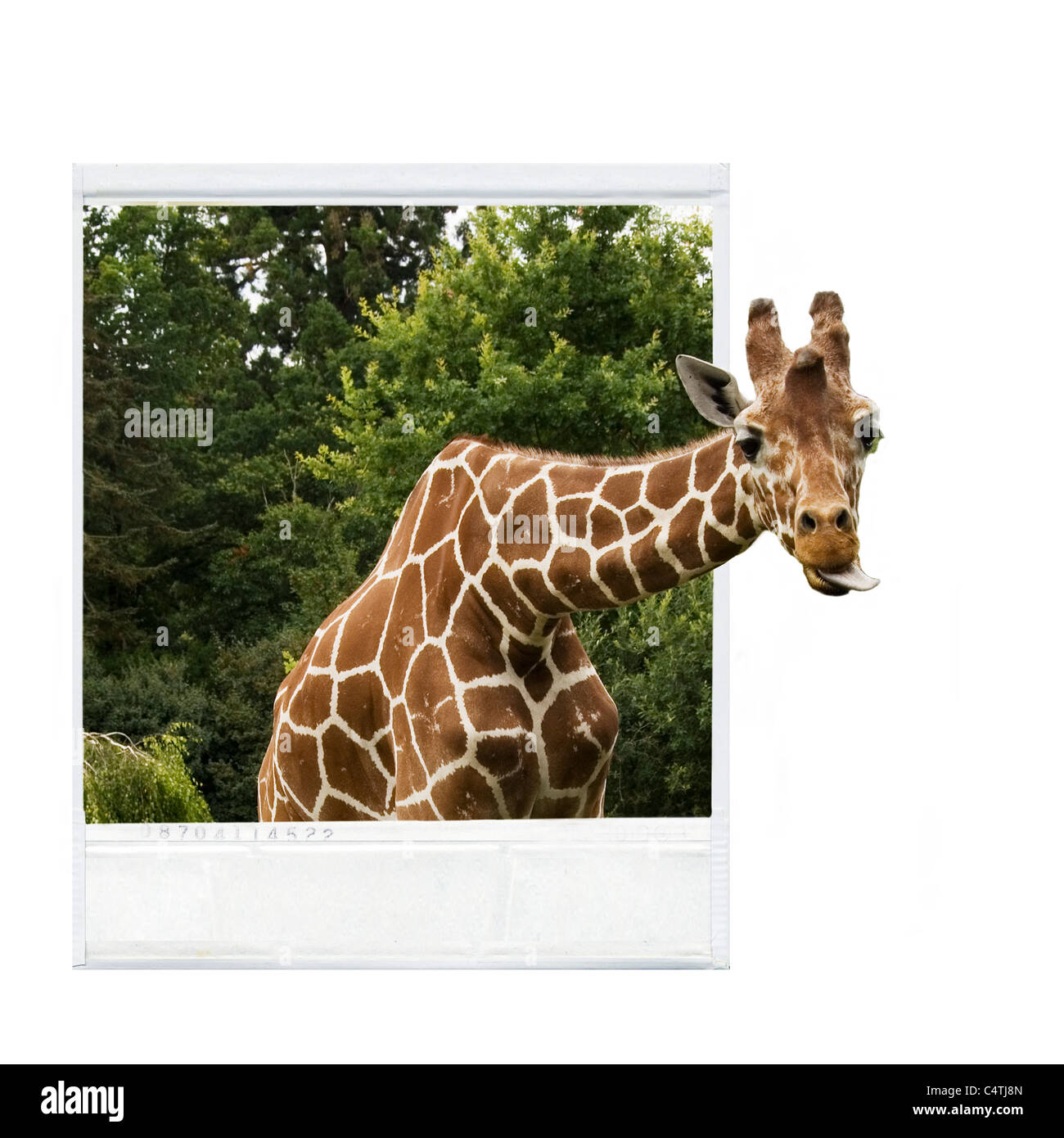 Photograph of giraffe, giraffe's head sticking out of photograph frame ...