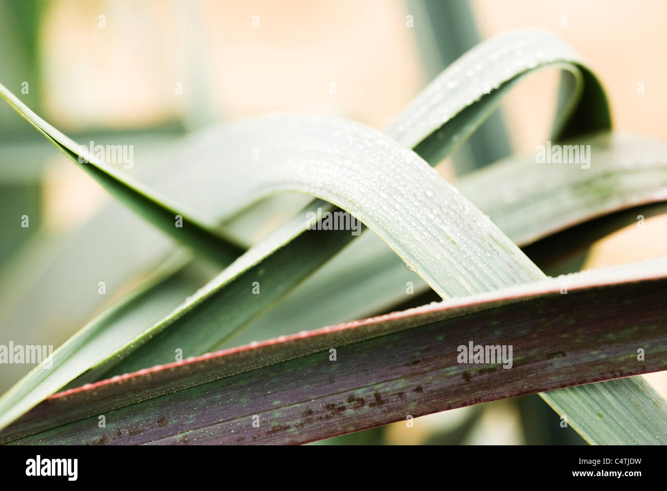 Intertwining leaf hi-res stock photography and images - Alamy