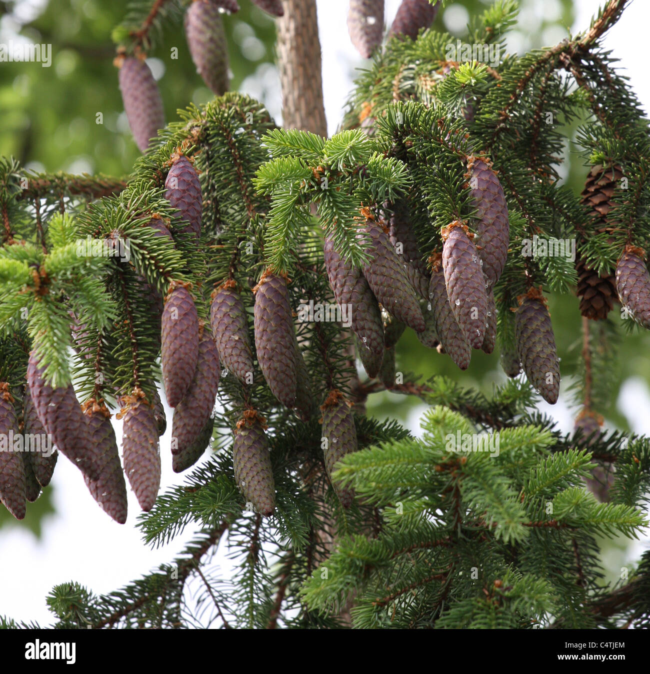 Norway fir tree hi-res stock photography and images - Alamy