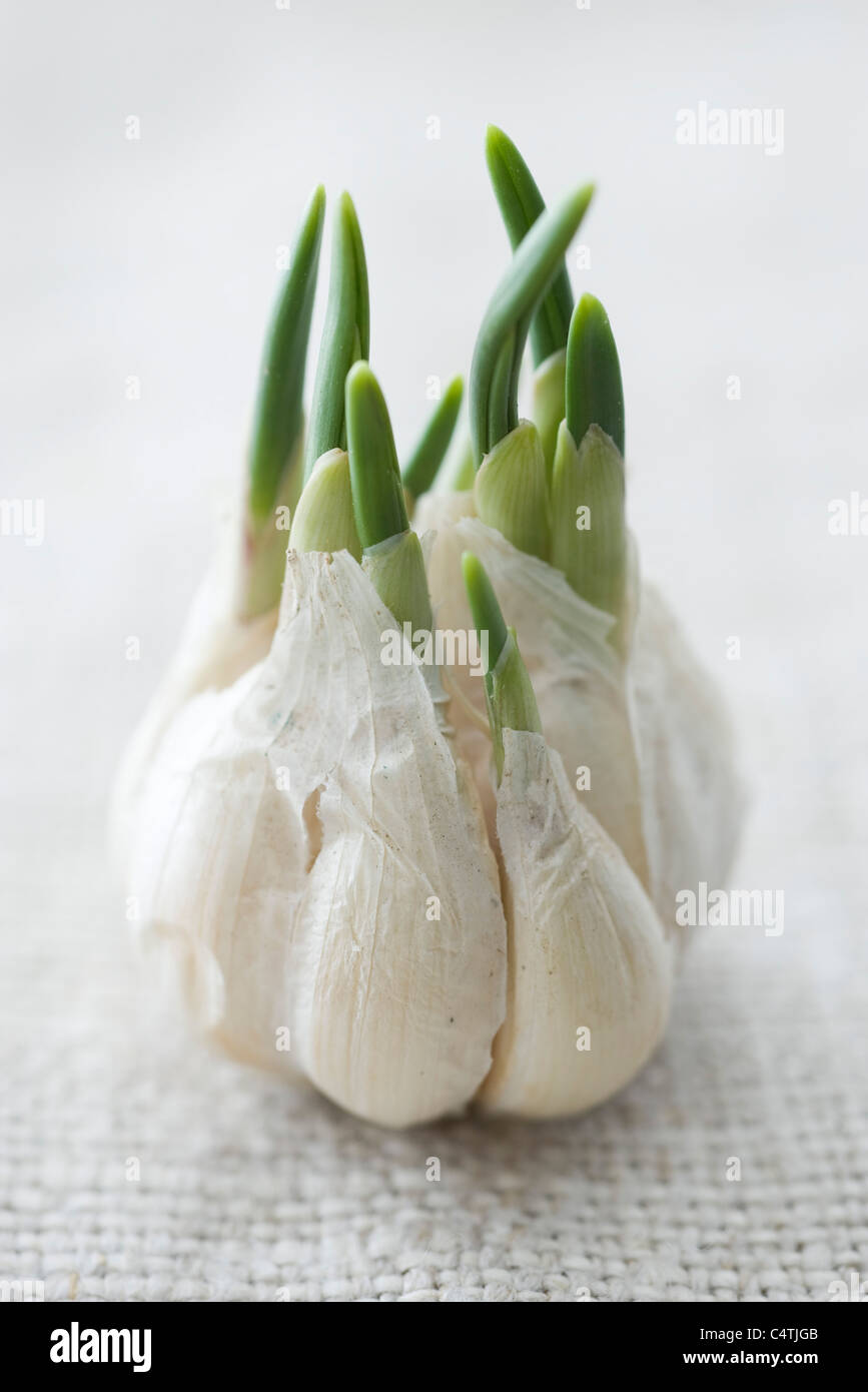 Garlic shoots growing out of garlic bulb Stock Photo - Alamy