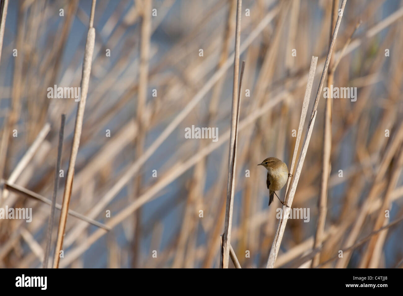 Common Chiffchaff High Resolution Stock Photography and Images - Alamy