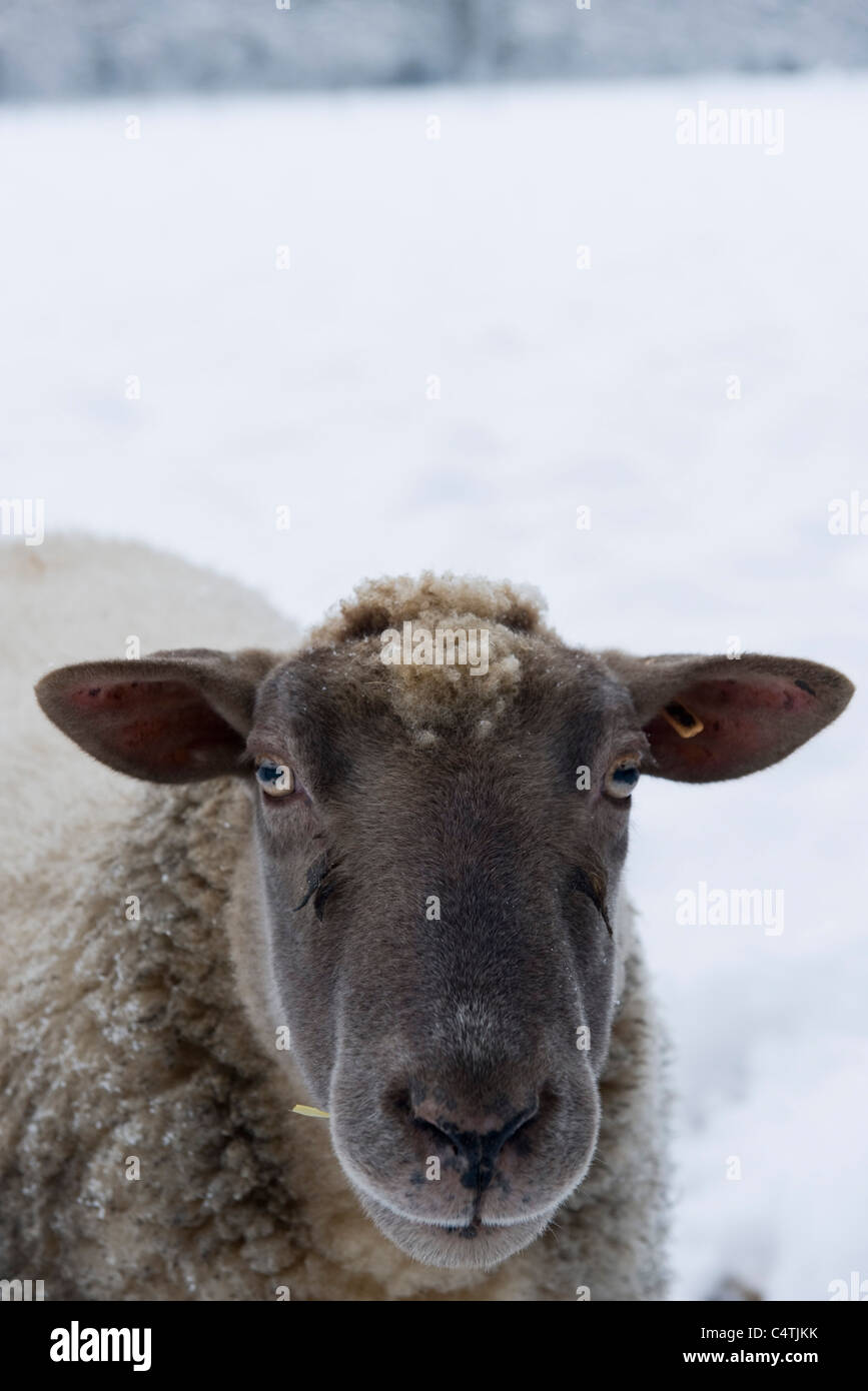 Sheep looking at camera, close-up Stock Photo - Alamy