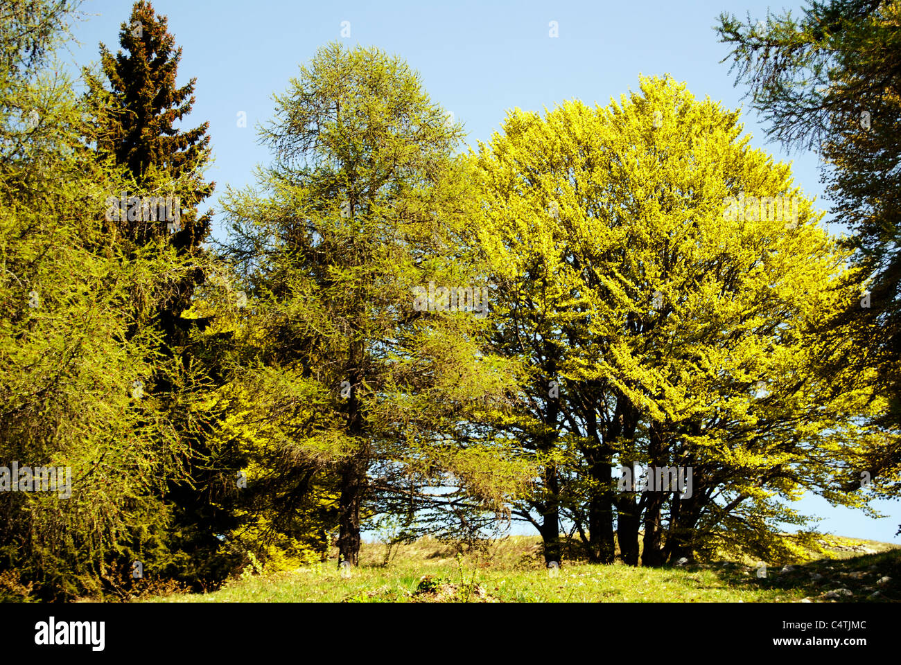 Aerial perspective of tree tops hi-res stock photography and images - Alamy