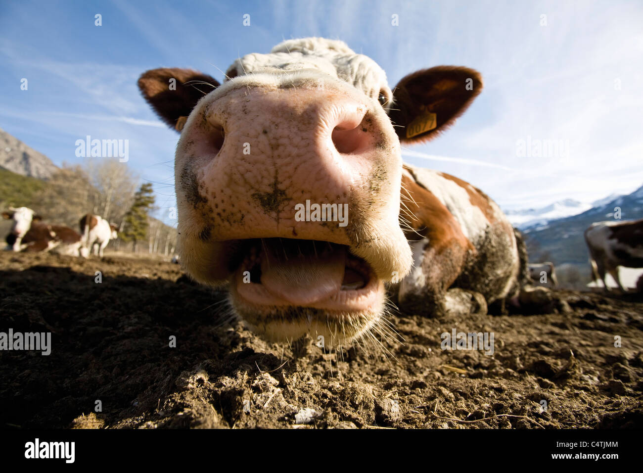Cow's snout, close-up Stock Photo - Alamy