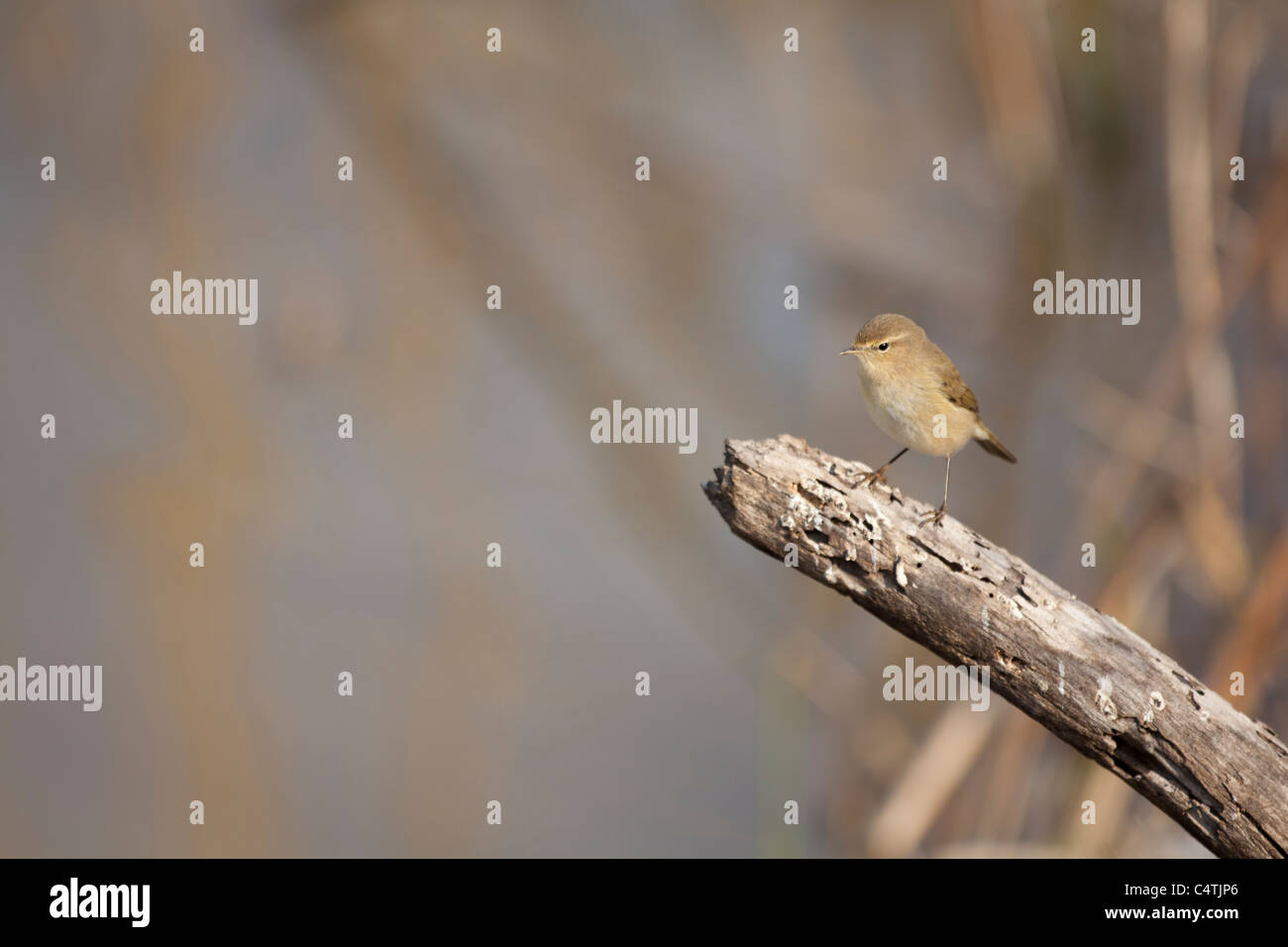 Common chiffchaff hi-res stock photography and images - Alamy