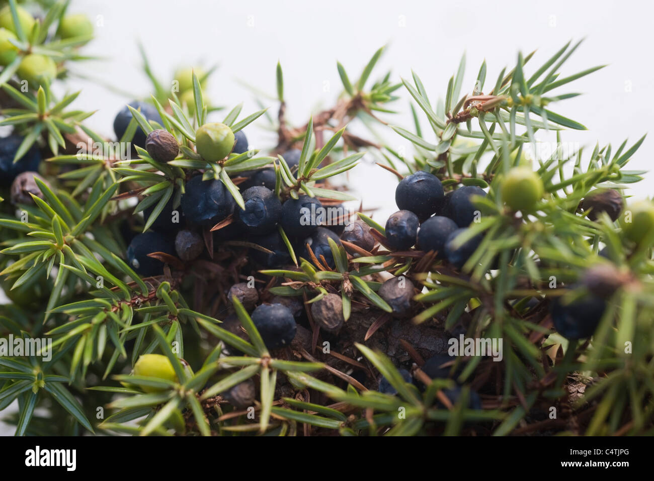 Juniper berry hi-res stock photography and images - Alamy