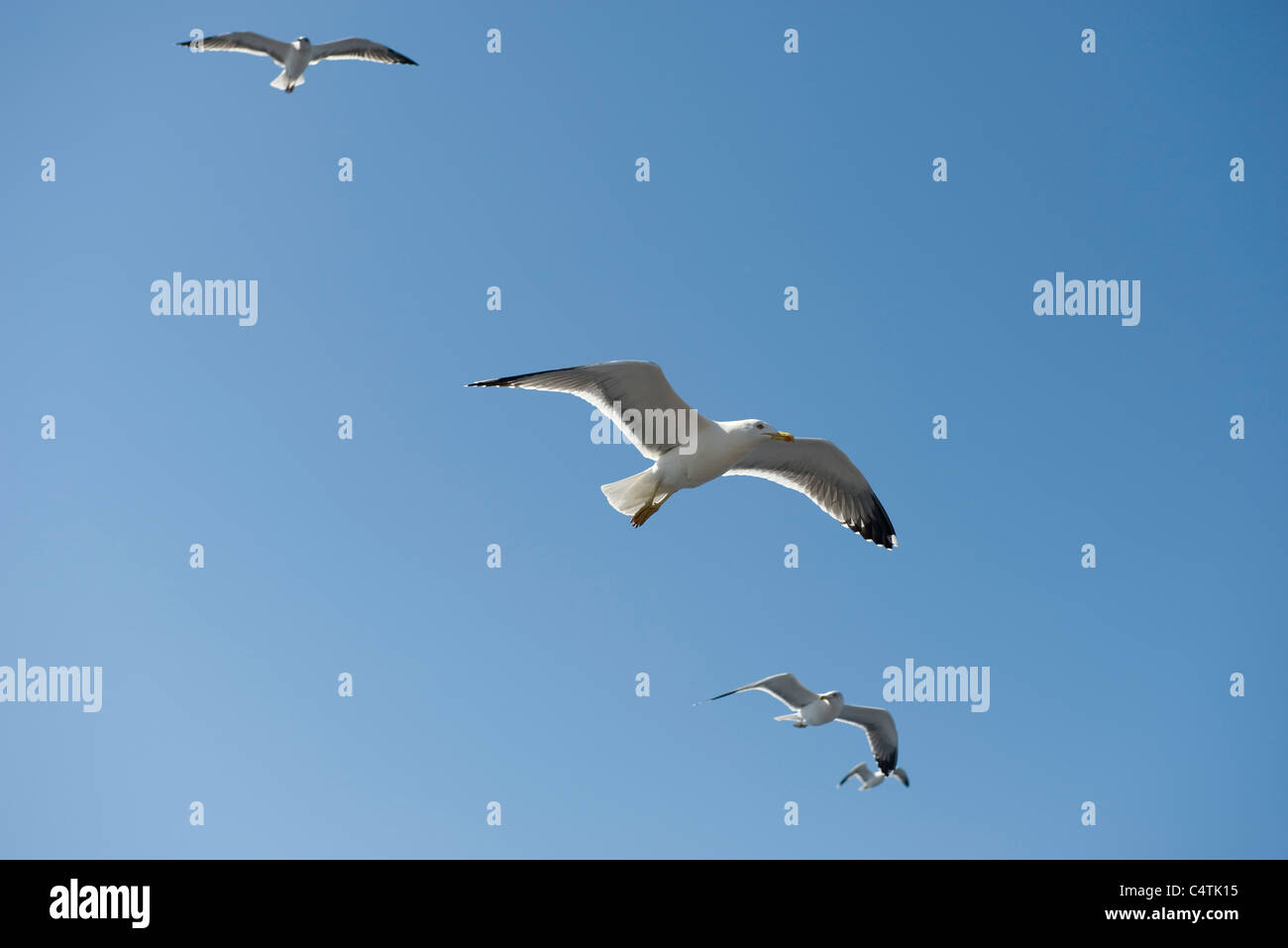 Gulls in flight Stock Photo - Alamy