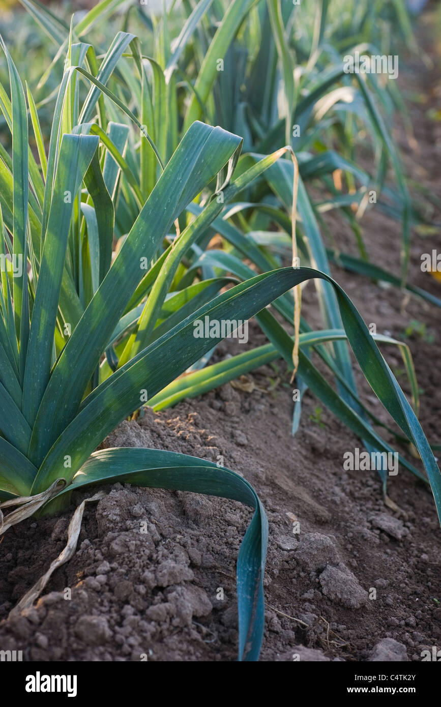 Leeks growing in soil Stock Photo - Alamy