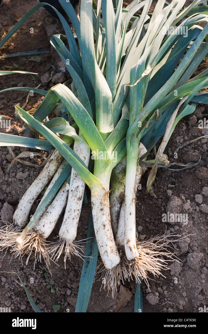Leek hi-res stock photography and images - Alamy