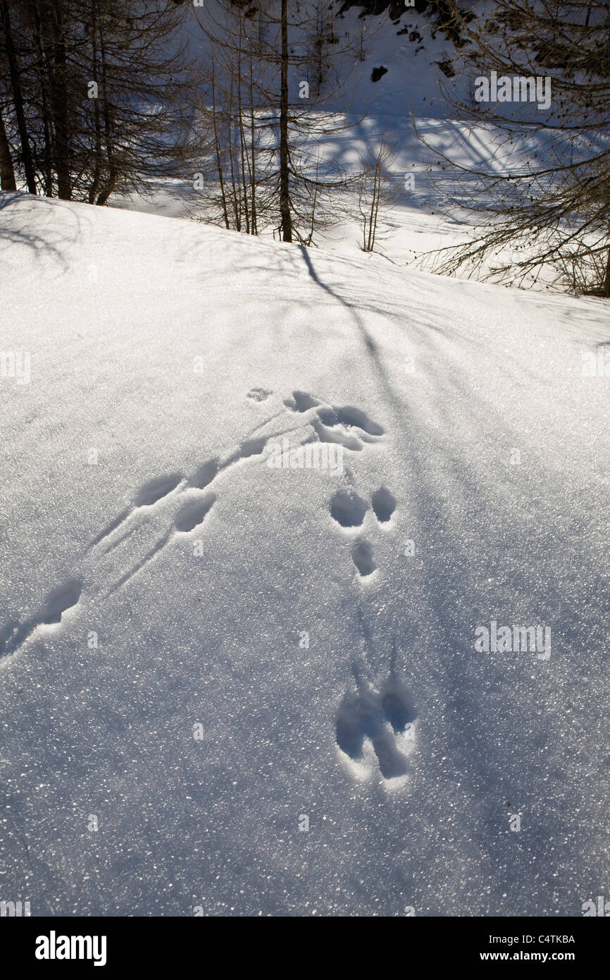 Snowshoe prints hi-res stock photography and images - Alamy
