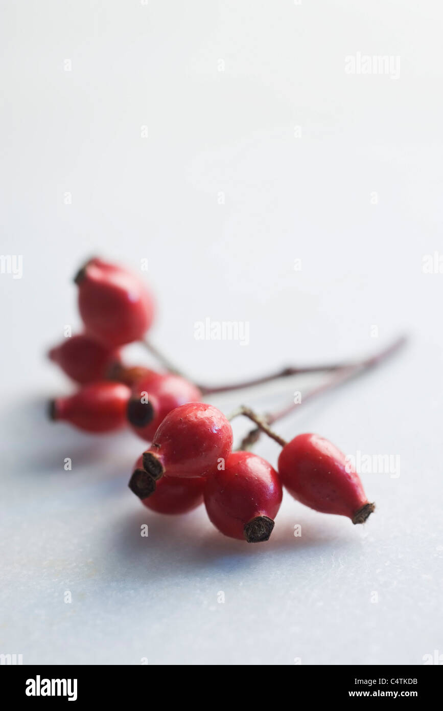 Rosehip images hi-res stock photography and images - Alamy