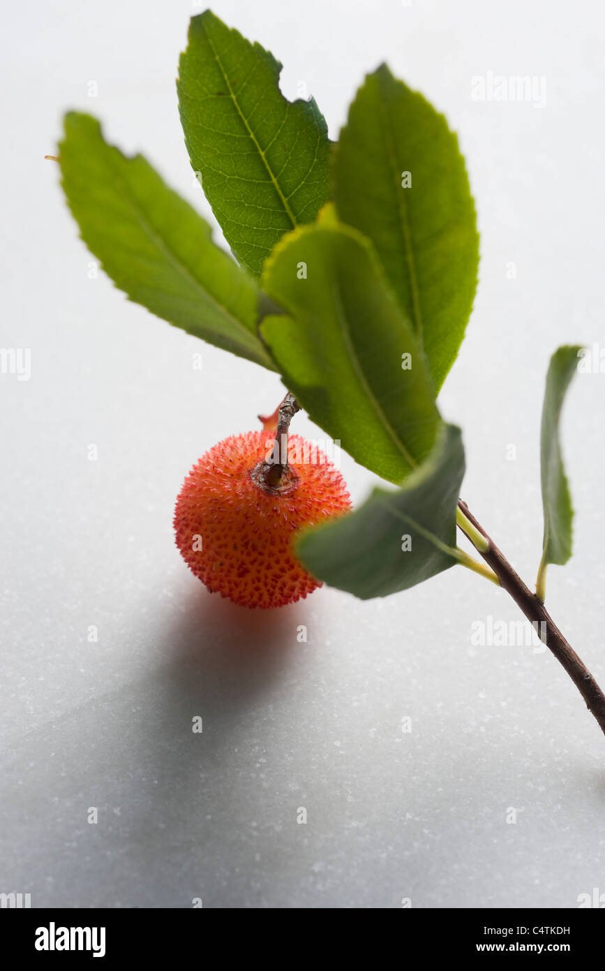 Lychee on branch Stock Photo - Alamy