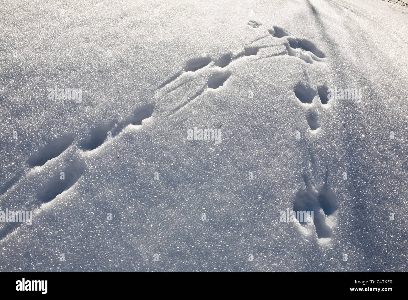 Snowshoe prints in snow Stock Photo - Alamy