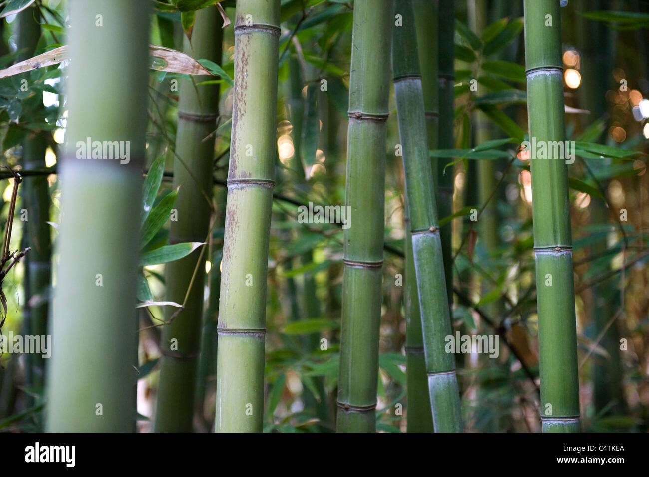 Bamboo plant hi-res stock photography and images - Alamy