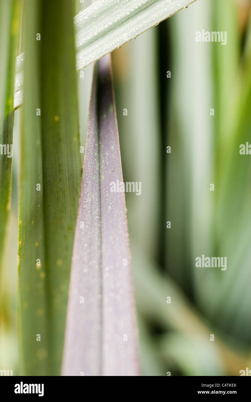 Leaf blades hi-res stock photography and images - Alamy