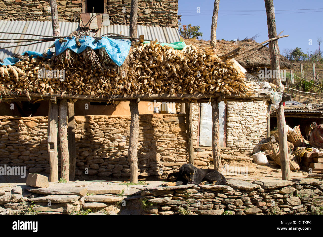 Nepalese farm with drying corncobs, Bandipur, Western Region, Nepal ...