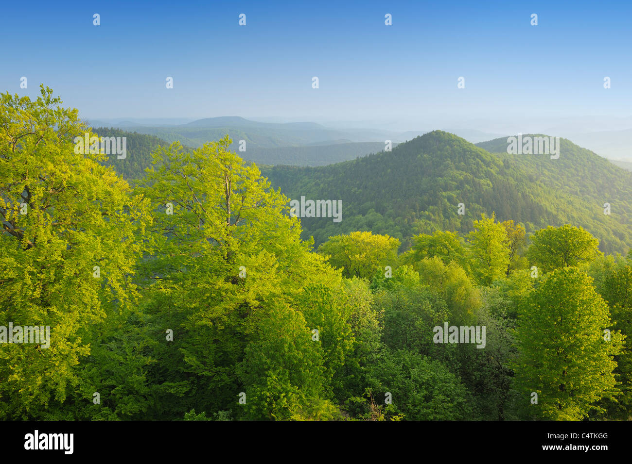Pfalzerwald hi-res stock photography and images - Alamy