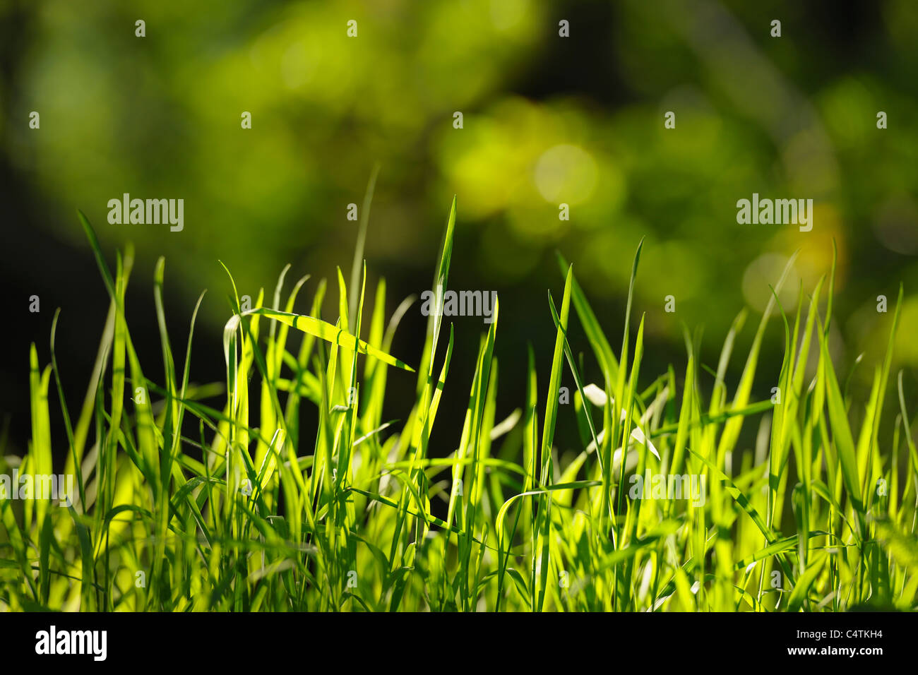 Blades of Grass, Nothweiler, Rhineland-Palatinate, Germany Stock Photo ...