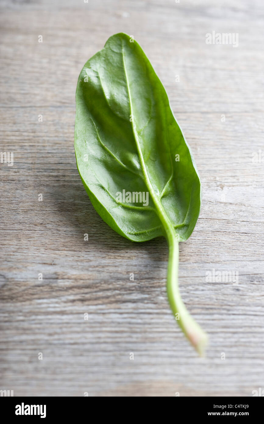 Single Spinach Leaf