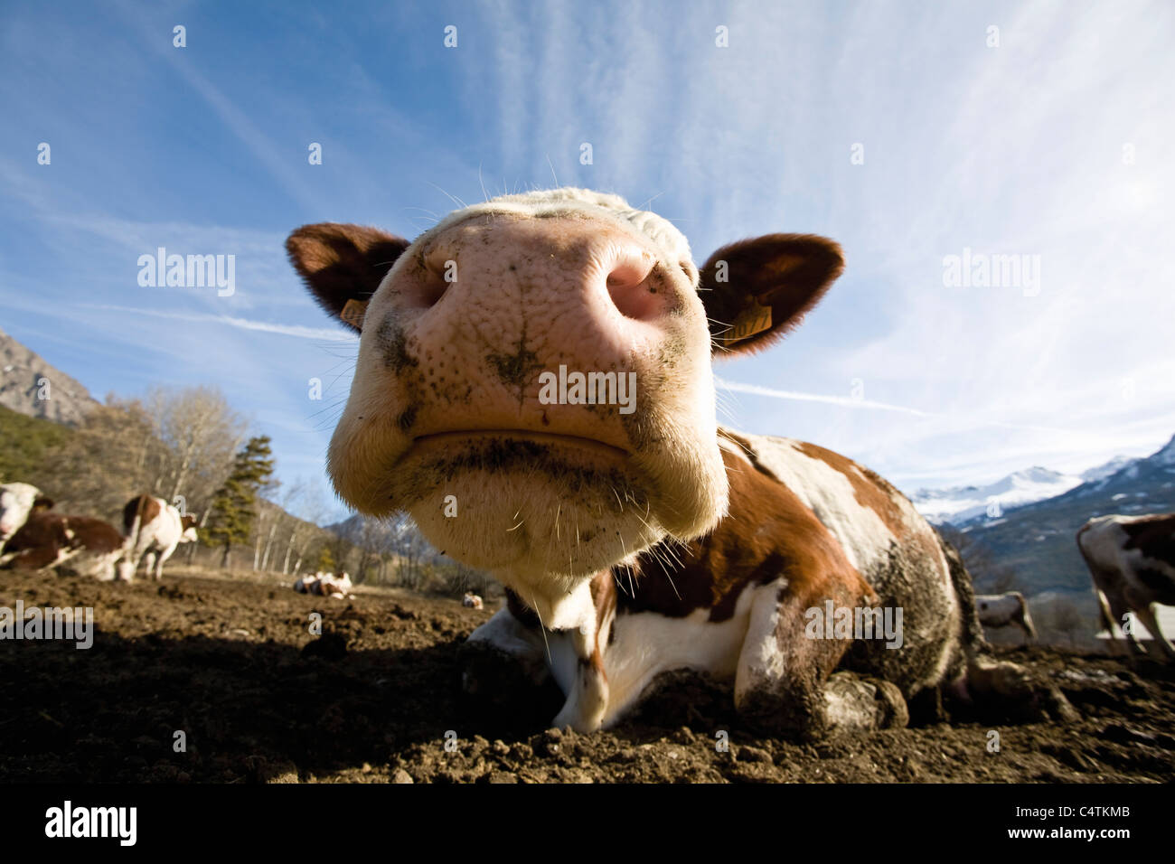 Cow Lying Down High Resolution Stock Photography and Images - Alamy