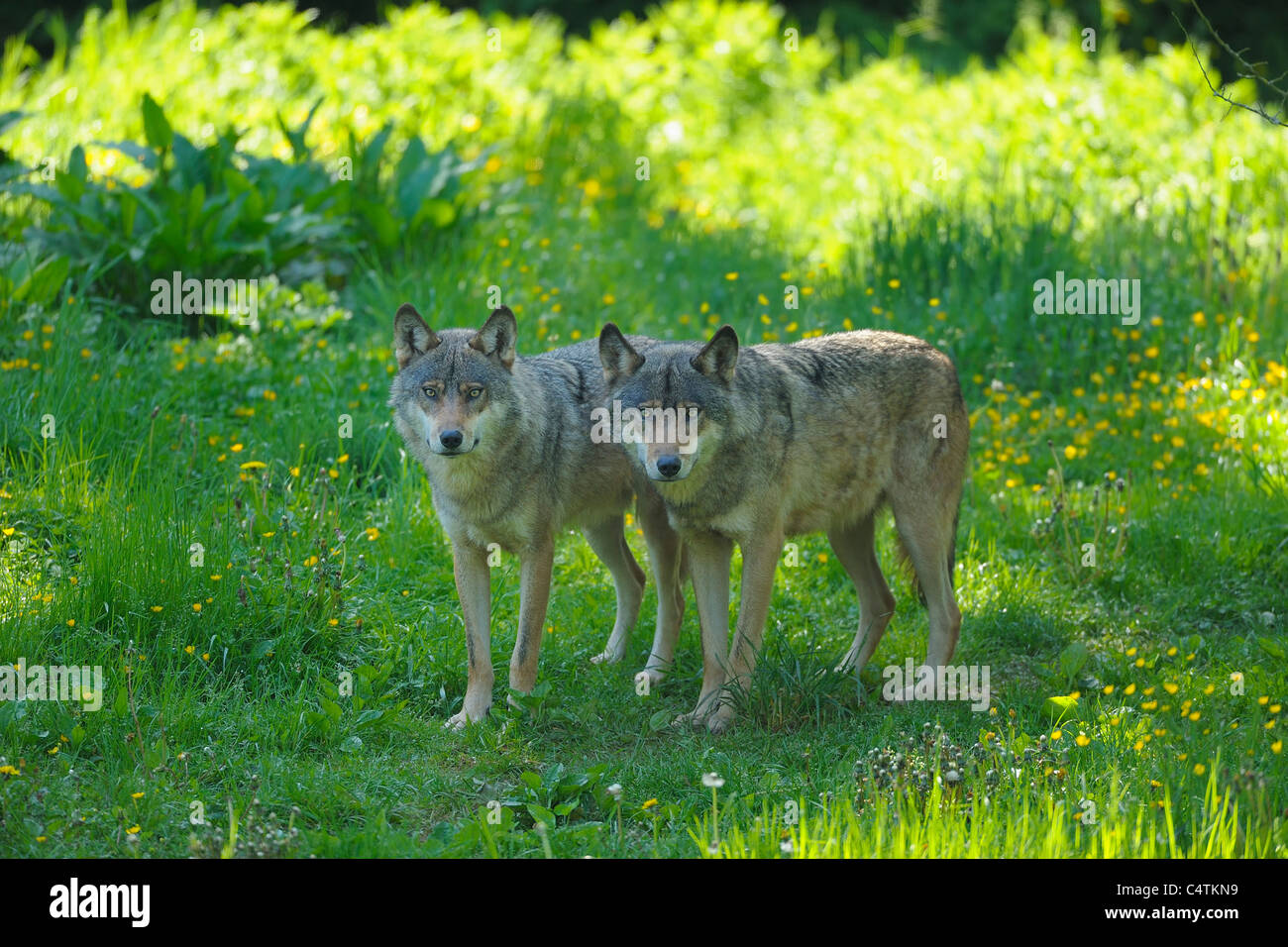 Wolves in Meadow, Germany Stock Photo - Alamy