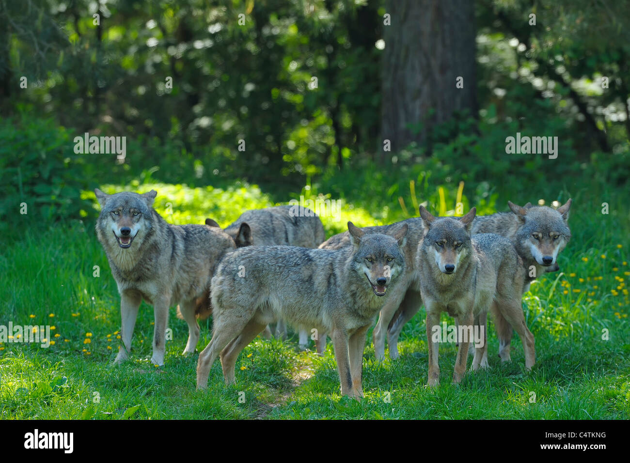 Pack of Wolves, Germany Stock Photo - Alamy