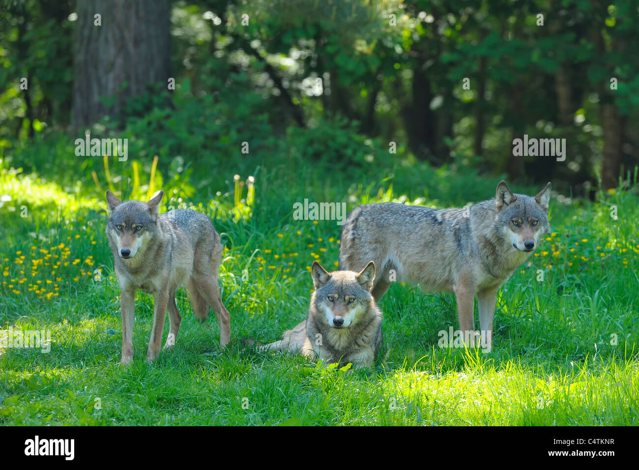 Wolves in Meadow, Germany Stock Photo - Alamy