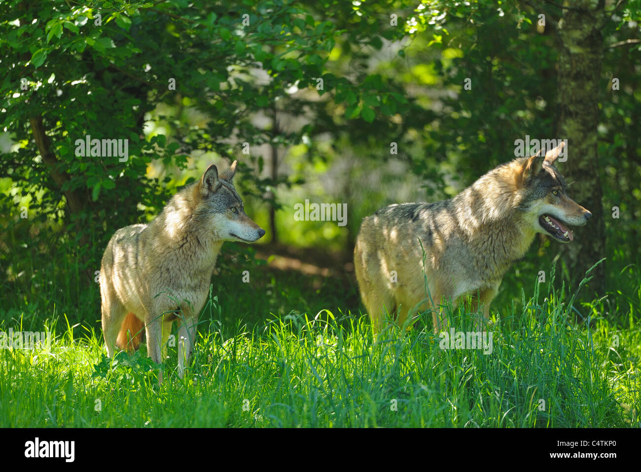 Wolves in Meadow, Germany Stock Photo - Alamy