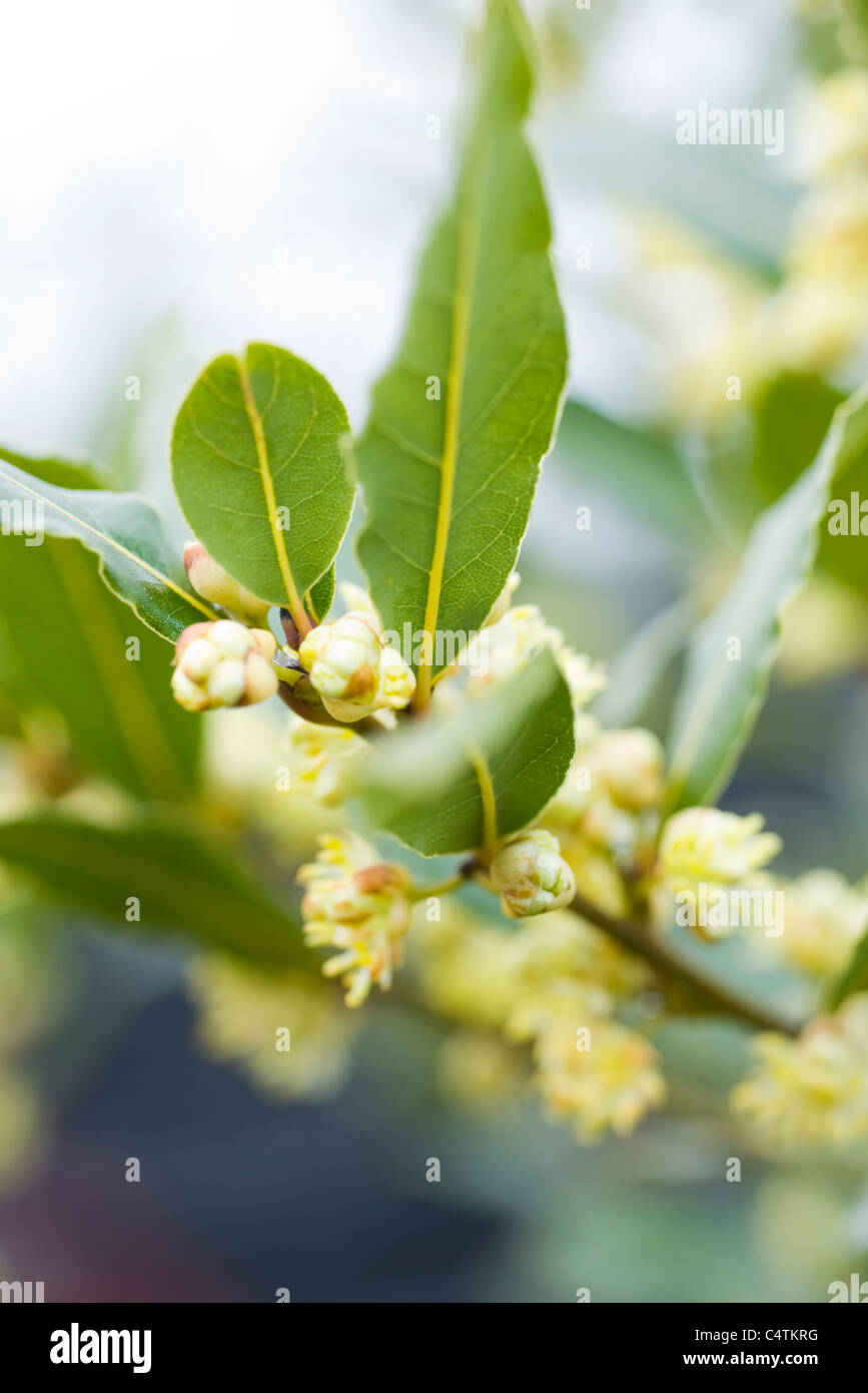 Flowering sapindaceae plant Stock Photo - Alamy