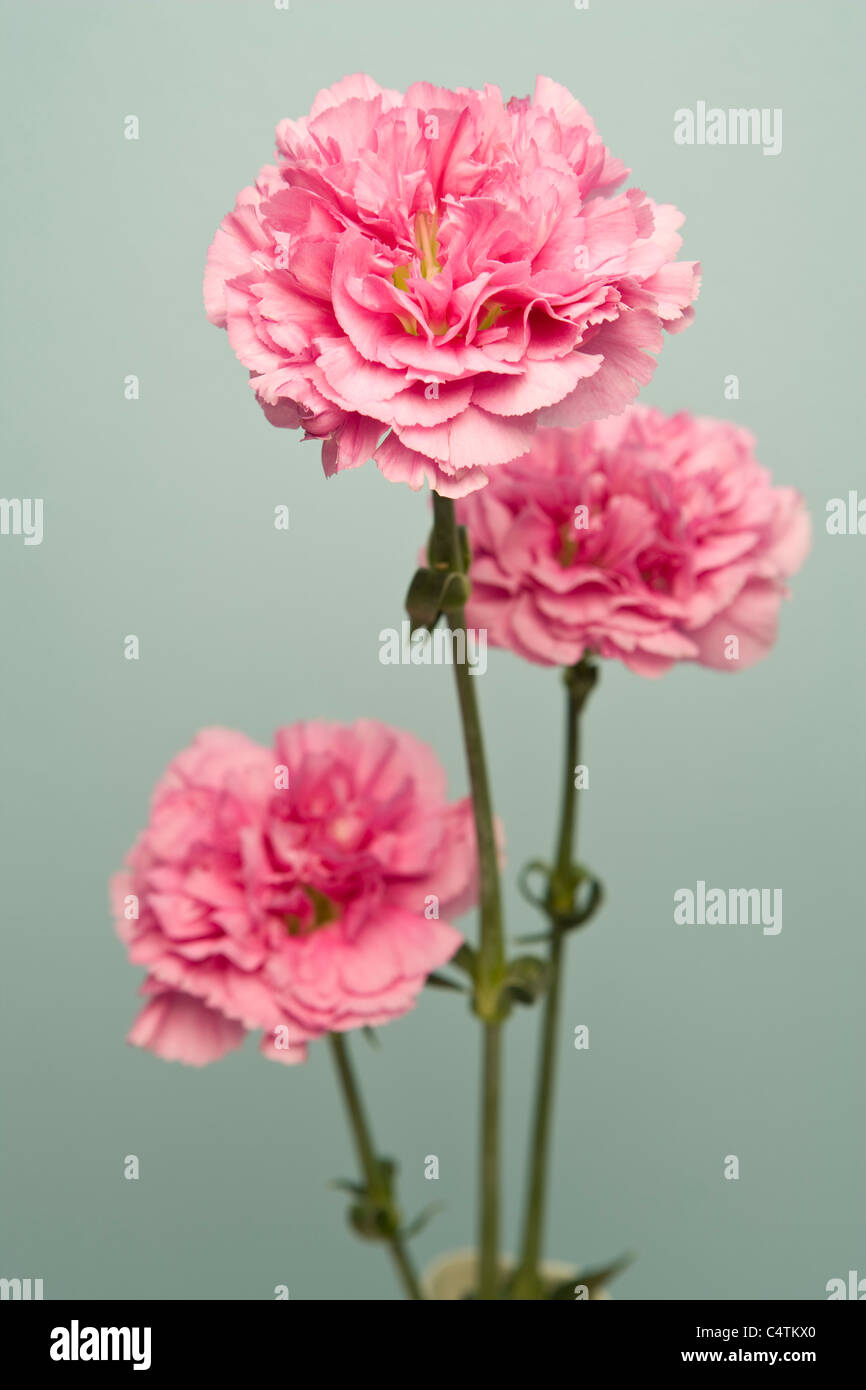 Three pink carnation flowers hi-res stock photography and images - Alamy