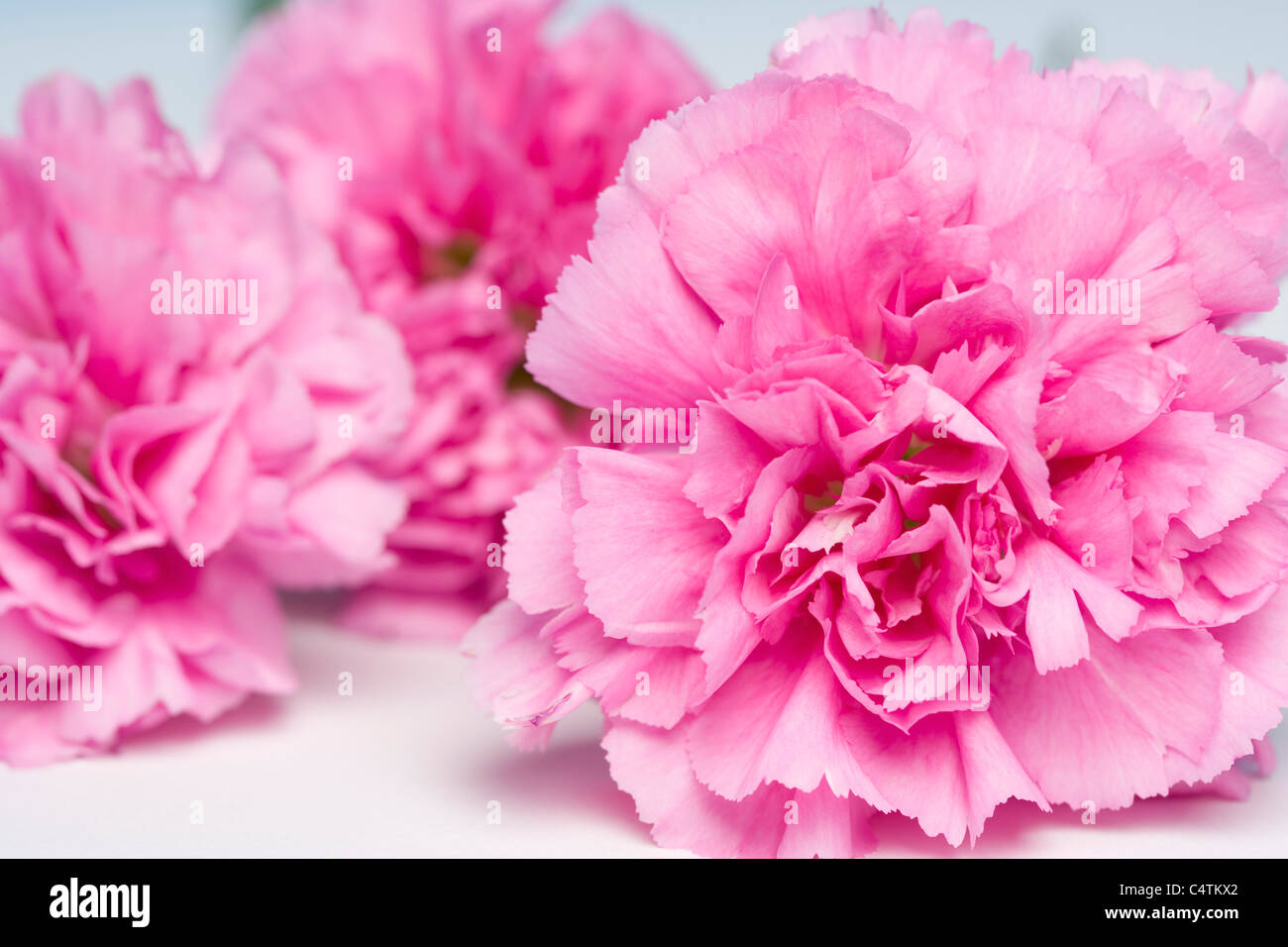 Three pink carnations hi-res stock photography and images - Alamy