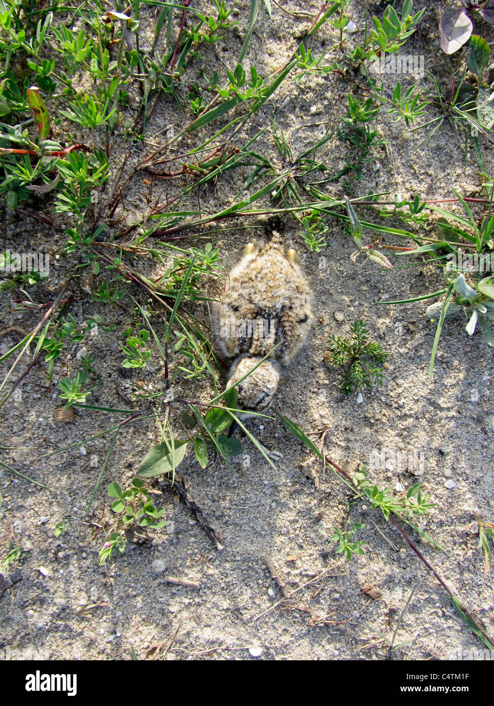 Young Little Ringed Plover (Charadrius dubius) hiding between weeds ...