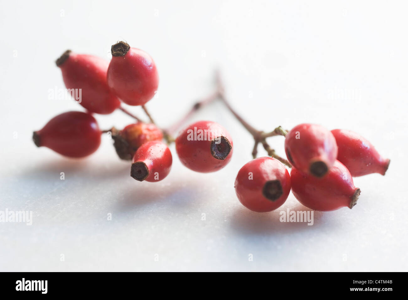 Images of rose hips hi-res stock photography and images - Alamy